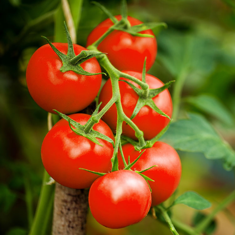 TOMATE / La tomate, fruit ou légume